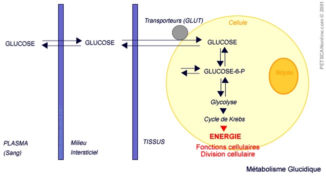La TEP au 18-FDG - Lymphoma Care